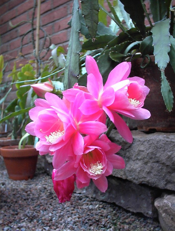 Nopalillo (Disocactus phyllanthoides) - PictureThis