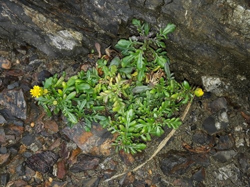 Senecio lautus - PictureThis