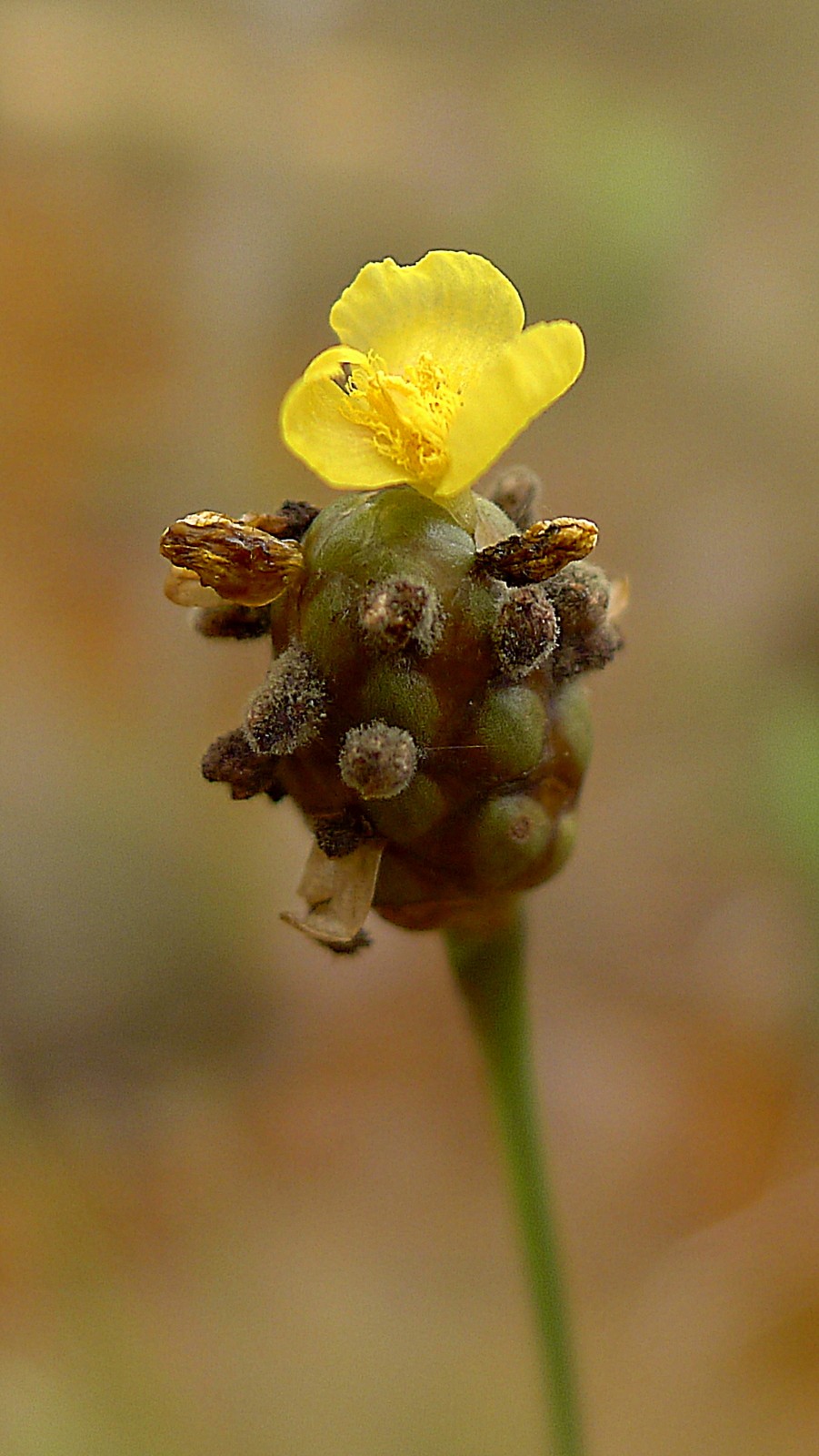 Xyris jupicai 照顧，種植，繁殖，開花時間 - PictureThis
