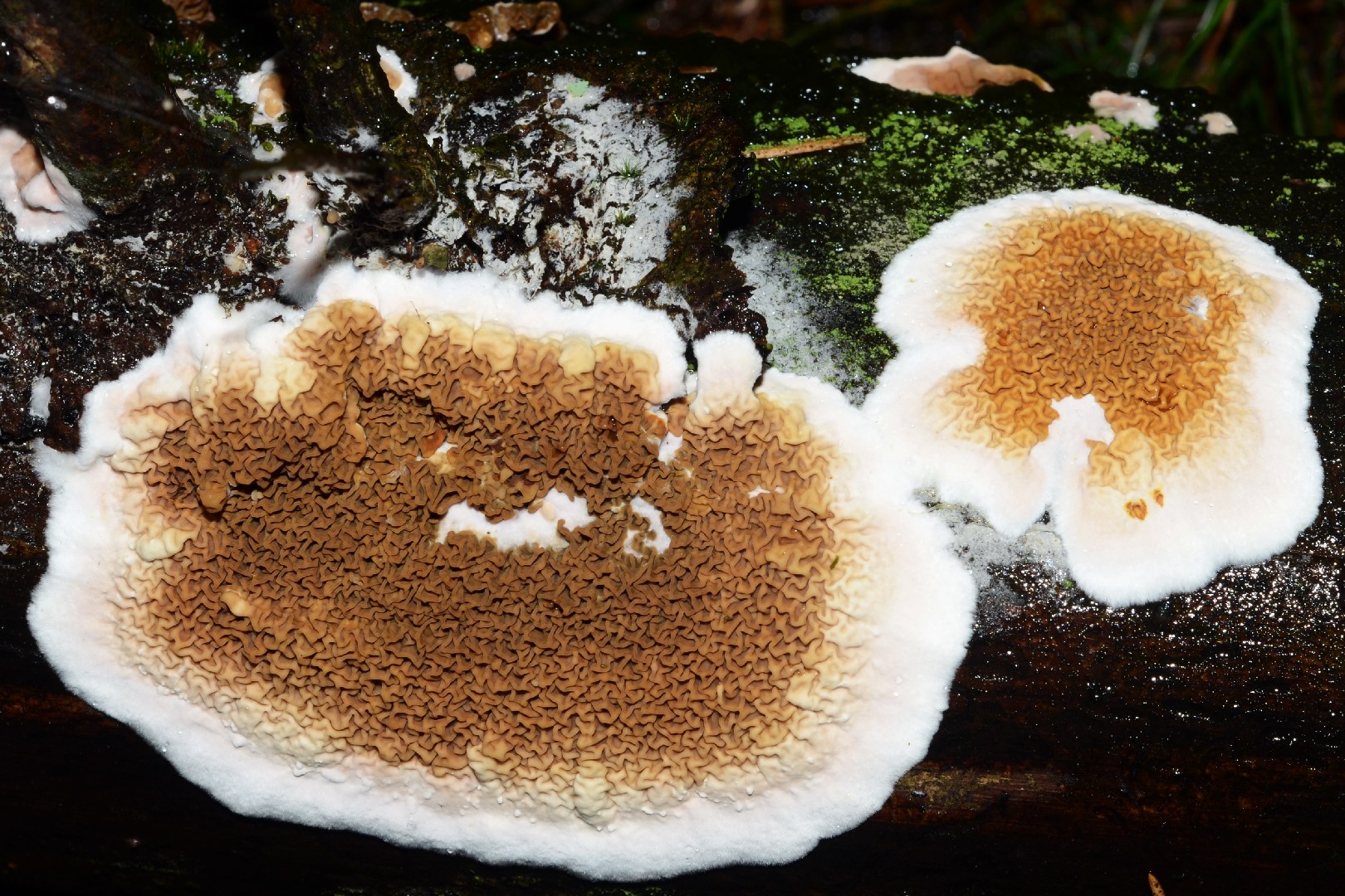 Serpula - PictureThis