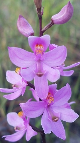 Calopogon multiflorus - PictureThis