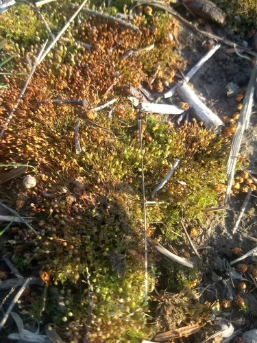 Common goblet moss (Physcomitrium pyriforme) Flower, Leaf, Care, Uses ...