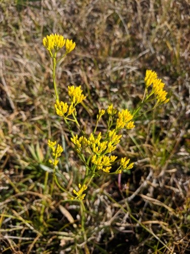 Pineland rayless goldenrod (Bigelowia nudata) Flower, Leaf, Care, Uses ...