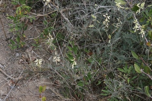 Santa barbara milkvetch (Astragalus trichopodus) Flower, Leaf, Care ...