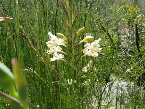 Gladiolus angustus - PictureThis