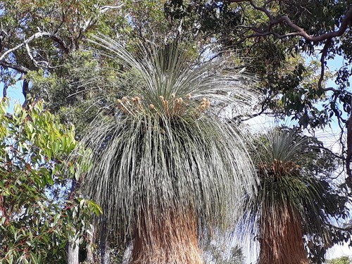 Kingia australis - PictureThis