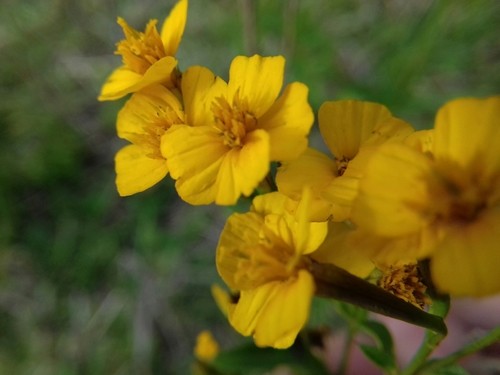 Pericón (Tagetes lucida) - PictureThis