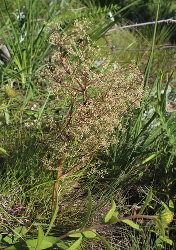 Trinia multicaulis - PictureThis