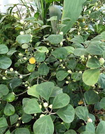 Endospermum (Endospermum) Flower, Leaf, Care, Uses - PictureThis