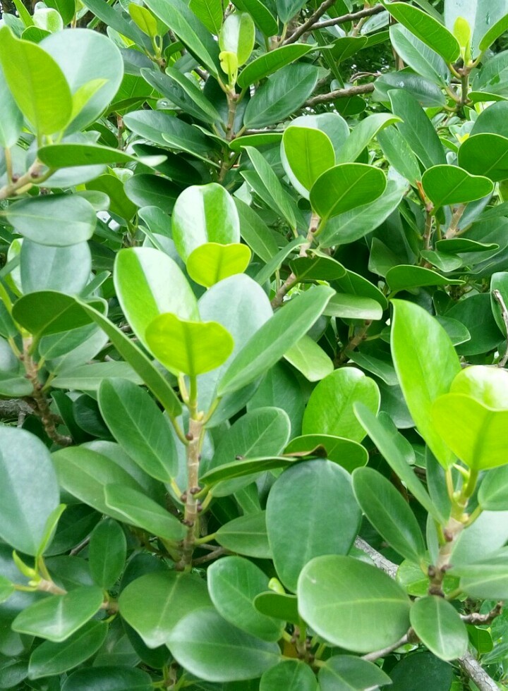 Higueras (Ficus) - PictureThis