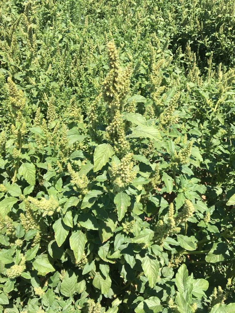 Amarantos (Amaranthus) - PictureThis