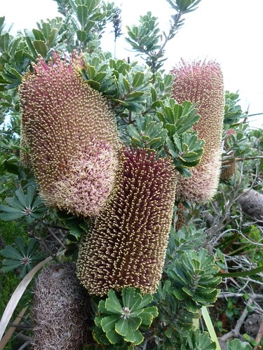 Banksia praemorsa - PictureThis