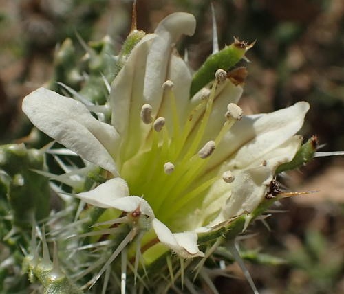 Codon Care (Watering, Fertilize, Pruning, Propagation) - PictureThis