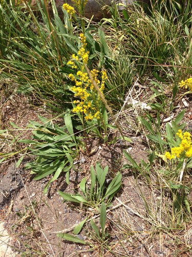 Solidago missouriensis - PictureThis