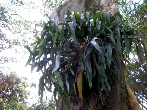 Paku Tanduk Rusa (Platycerium bifurcatum) - PictureThis