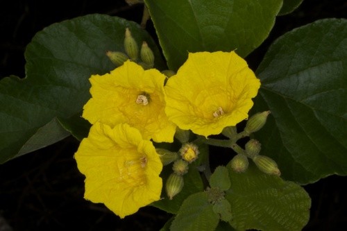 Flor de overo (Cordia lutea) - PictureThis