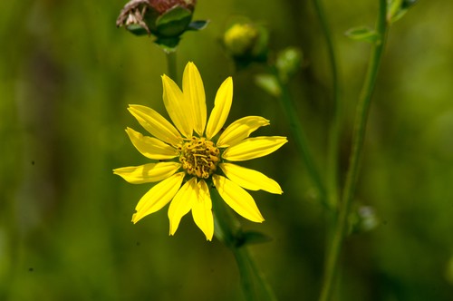 Rosinweeds (Silphium) Flower, Leaf, Care, Uses - PictureThis