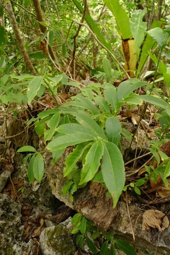 Procris pedunculata - PictureThis