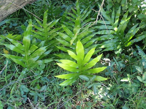 How to Plant and Grow Monarch fern(Phymatosorus scolopendria)