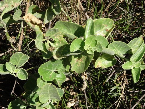 Cryptocarpus pyriformis - PictureThis