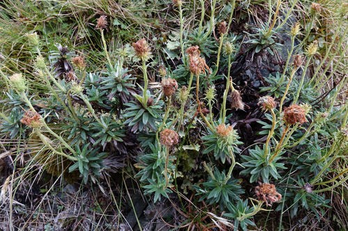 Celmisia walkeri - PictureThis