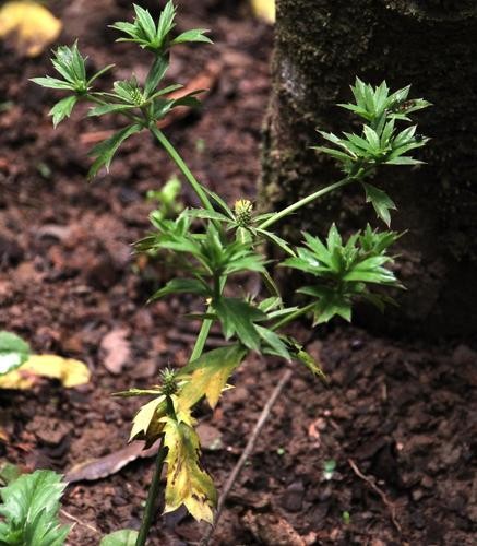 Culantro (Eryngium foetidum) Flower, Leaf, Care, Uses - PictureThis