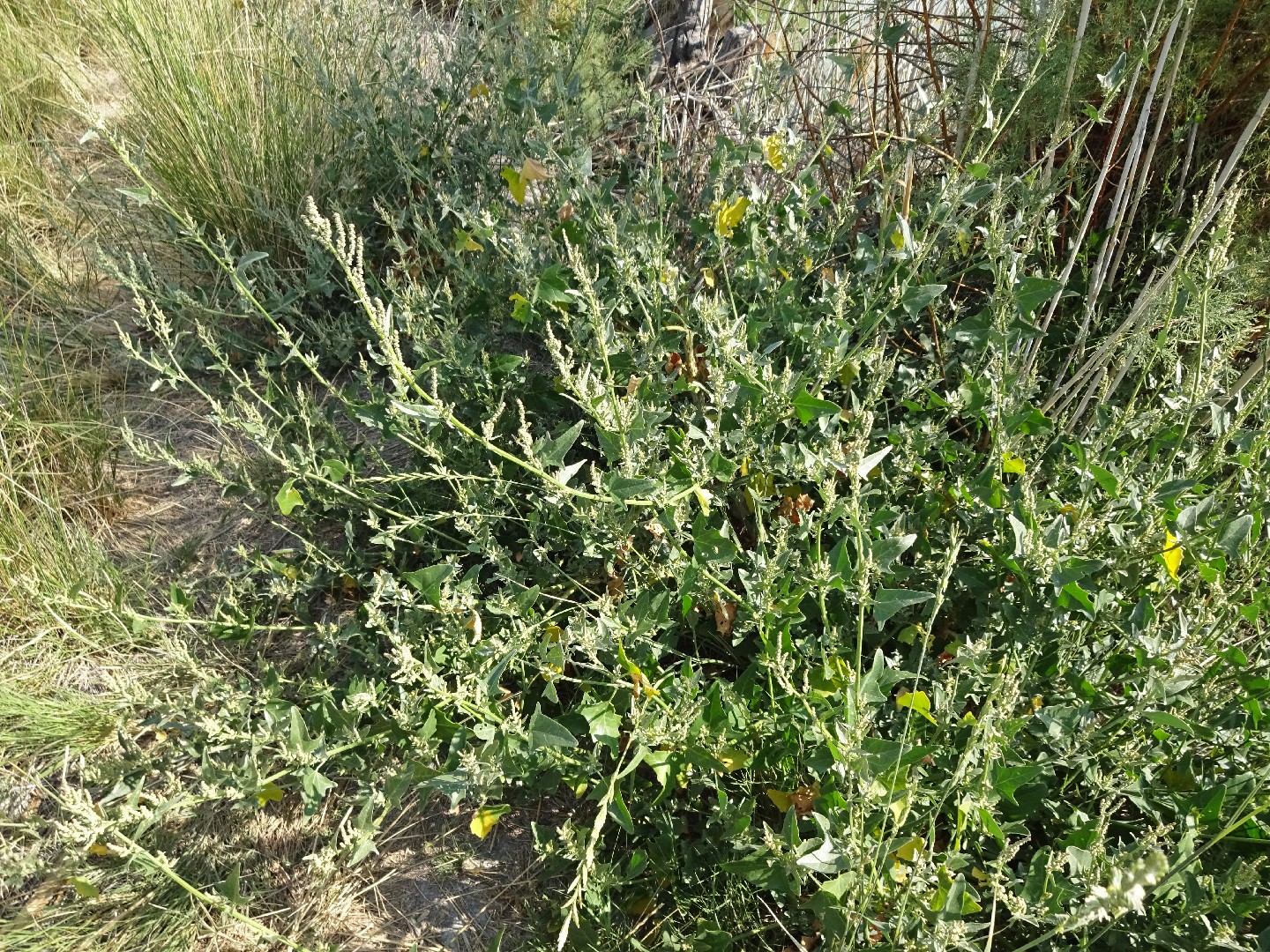 Twoscale saltbush (Atriplex micrantha) Flower, Leaf, Care, Uses ...