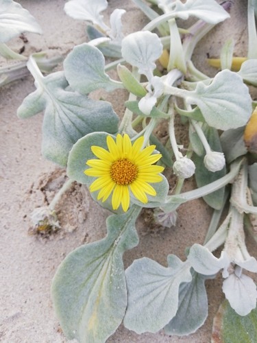 Cape beach daisy (Arctotheca populifolia) Flower, Leaf, Care, Uses ...