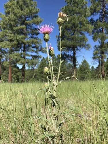 Cirsium wheeleri - PictureThis