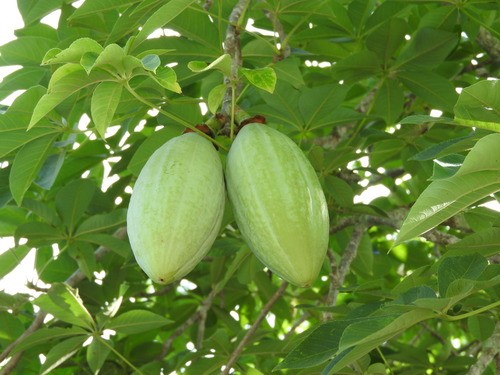 Ceiba aesculifolia - PictureThis