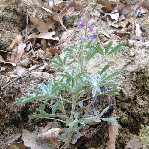 Lupinus montanus 花言葉，毒性，よくある質問 - PictureThis