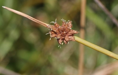 Knobby club-rush (Ficinia nodosa) Flower, Leaf, Care, Uses - PictureThis