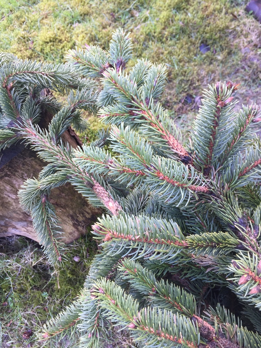 Pícea negra (Picea mariana) - PictureThis