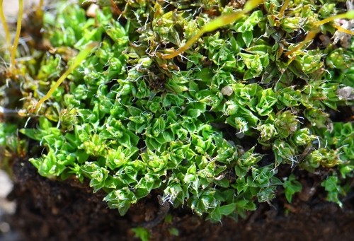 Syntrichia princeps - PictureThis