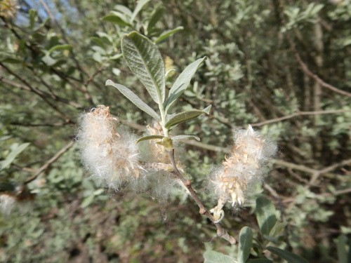 Sage-leaved willow (Salix salviifolia) Flower, Leaf, Care, Uses ...