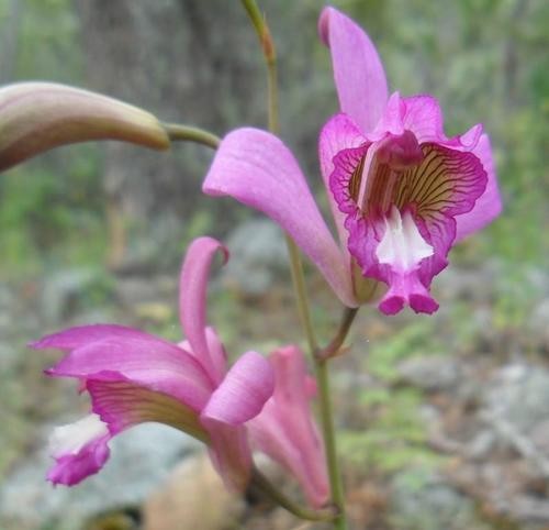 Orquídea pino-rosa (Bletia) - PictureThis