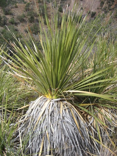 Sotol brillante (Dasylirion leiophyllum) - PictureThis