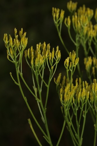 Pineland rayless goldenrod (Bigelowia nudata) Flower, Leaf, Care, Uses ...