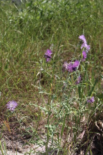 Boar thistle (Galactites tomentosa) Flower, Leaf, Care, Uses - PictureThis
