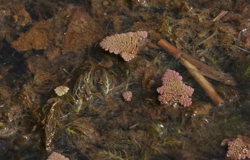 Helecho acuático africano (Azolla pinnata) - PictureThis