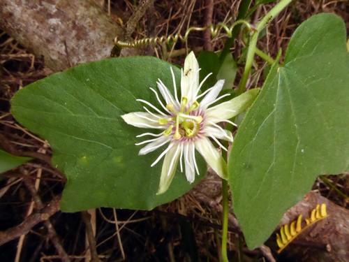 Passiflora rubra - PictureThis