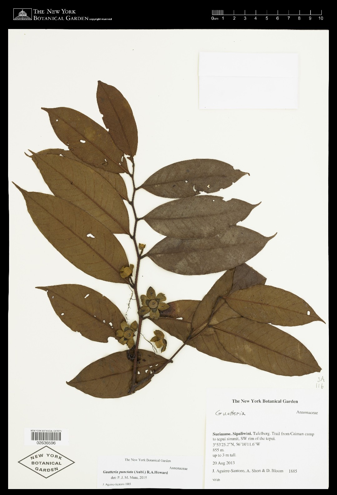 Guatteria punctata - PictureThis