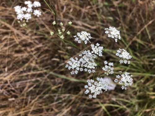 Common yampah (Perideridia gairdneri) Flower, Leaf, Care, Uses ...