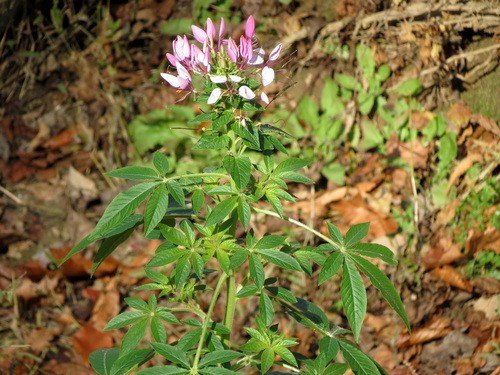 Cleome guaranitica - PictureThis