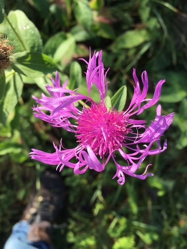 Aciano negro (Centaurea nervosa) - PictureThis
