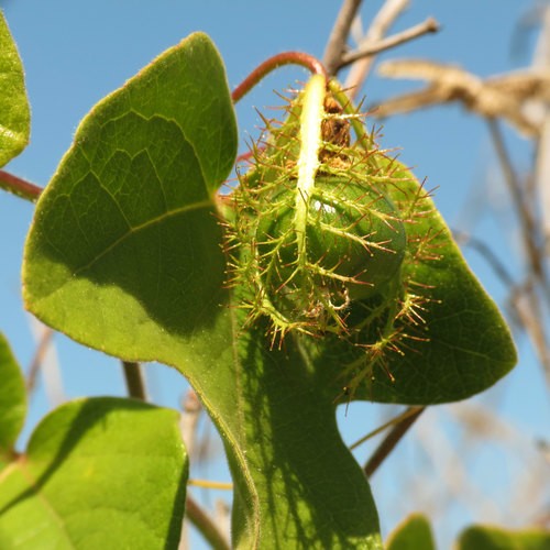 Passiflora ciliata - PictureThis