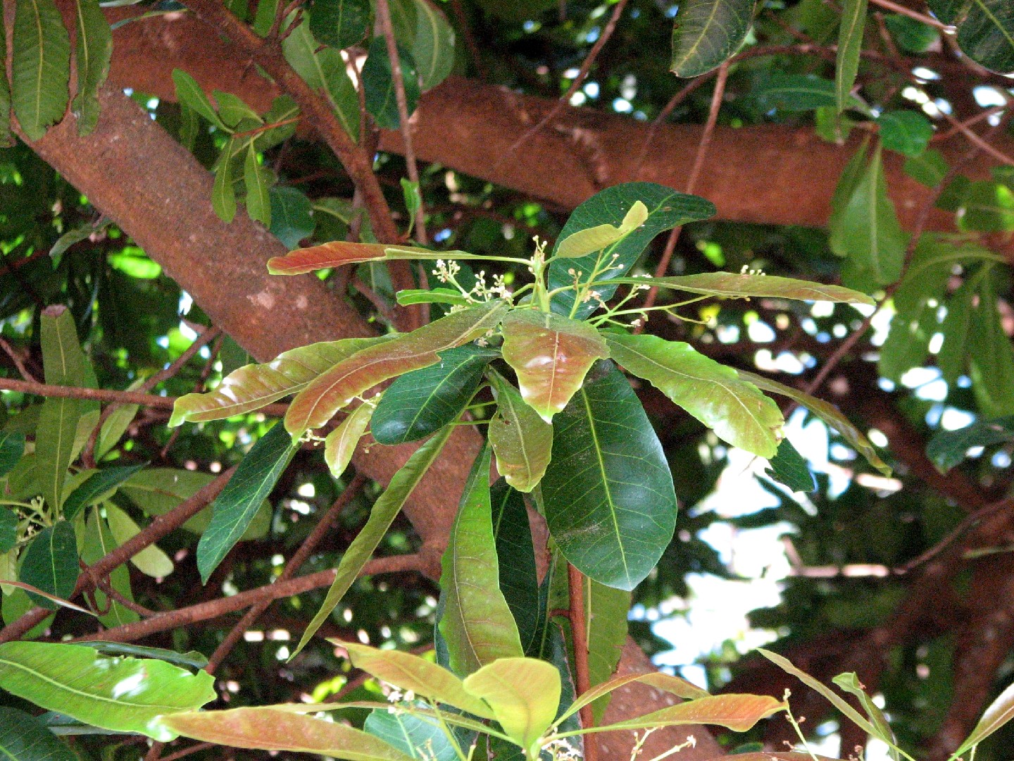 Buchanania arborescens - PictureThis