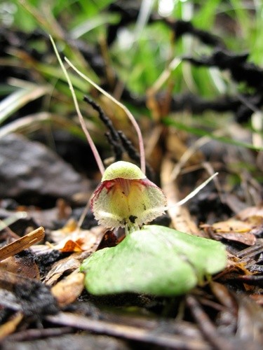 Corybas vitreus Flower, Leaf, Care, Uses - PictureThis