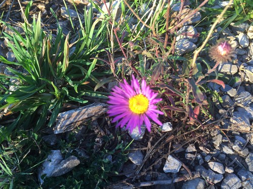 Mount laguna aster (Dieteria asteroides) Flower, Leaf, Care, Uses - PictureThis