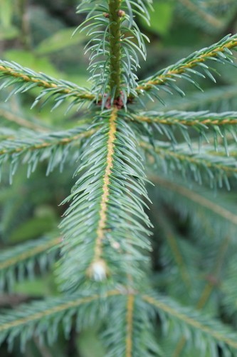 Sacred fir (Abies religiosa) Flower, Leaf, Care, Uses - PictureThis